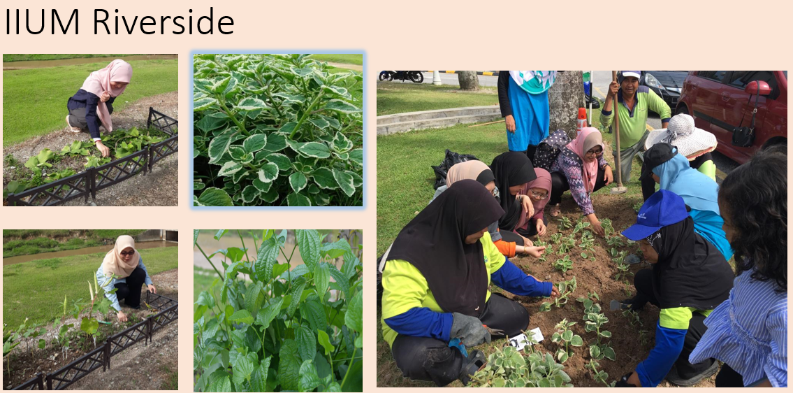 BIODIVERSITY LANDSCAPE WITH EDIBLE GREENS BY SUGAR GREENS – Sustainable ...